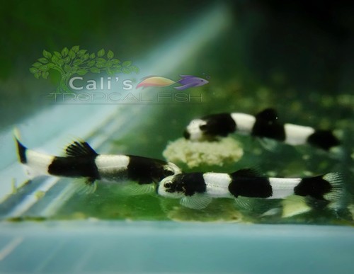 Rare - Panda Loach (1 inch + ) – Freshwater Bottom Fish Peaceful | eBay