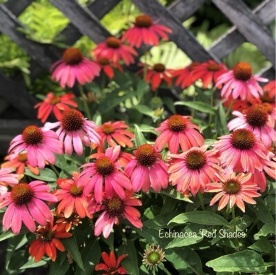 Echinacea Plants for sale | eBay