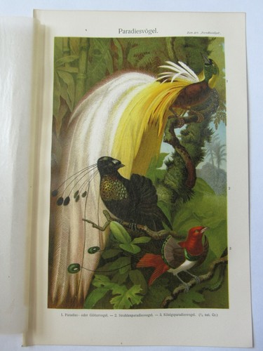 c1895 BIRD OF PARADISE - ChromoLithograph German Print by Meyers 9½" x ...