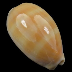 xavishells | eBay Stores