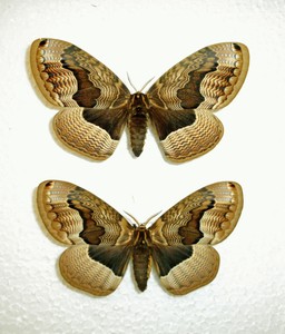 TheInsectcollector | eBay Stores