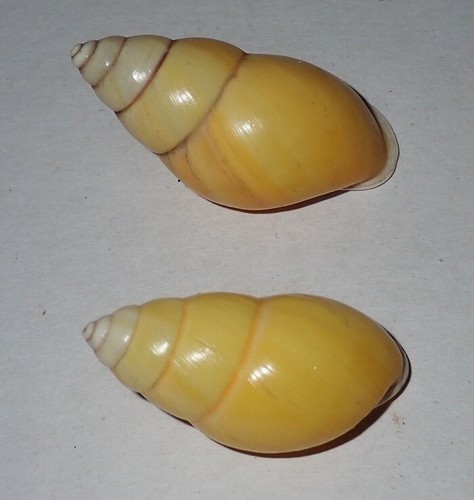 38 , 42 mm 2 Pcs Amphidromus Basilanensis Land Snail Shell #AB3 From Sulu Island | eBay