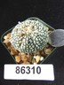 Astrophytum asterias kabuto MIX sand dollar cacti rare cactus kiko seed ...