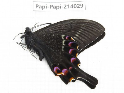 Papilio for sale | eBay