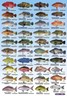 Australian Fish Identification - Fisherman's Guide NSW - LAMINATED ...