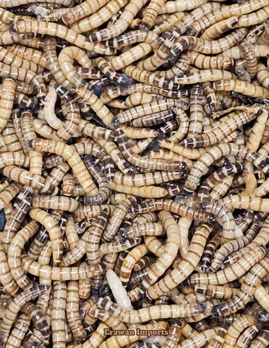 Live Superworms Large 100-1,000| FREE SHIPPING | FEEDERS | eBay