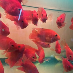 harrylinmusic1985 | eBay Stores