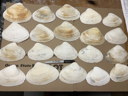 Large Clam Shells (25 Count Lot) Natural Atlantic Surf Clams | eBay
