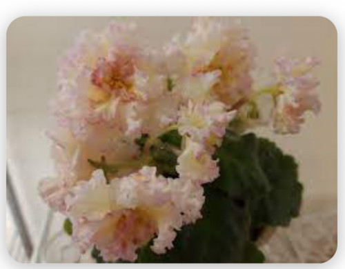 African Violet LE-Zlato Skifov ~ 1 (One) freshly cut leaf | eBay