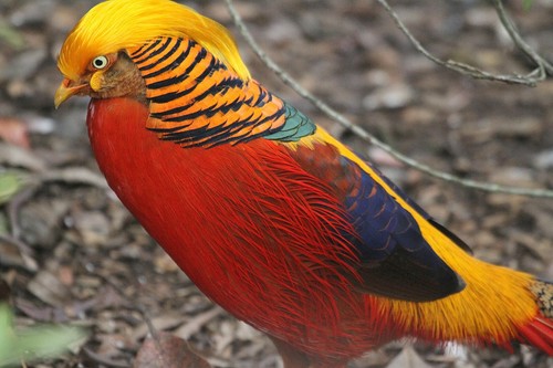 Red Golden Pheasant Taxidermy / Decoy Carving Reference Photo Cd | eBay