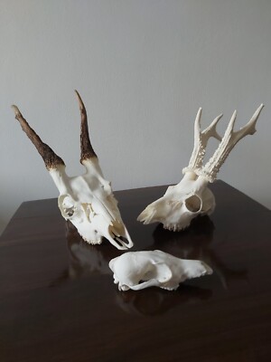 Fallow Deer Antlers for sale | eBay
