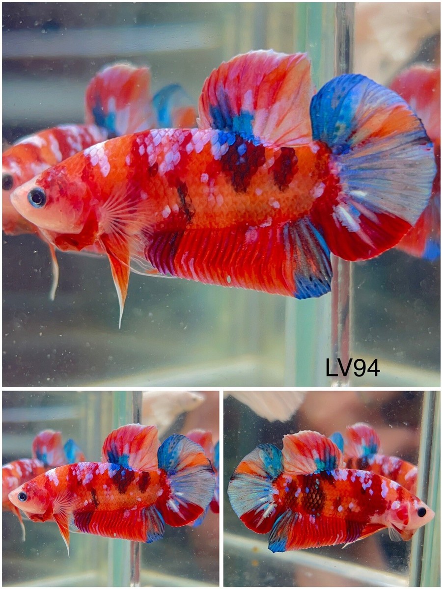 Betta Meia Lua Gigante