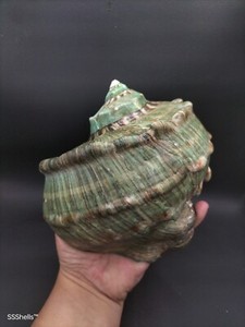 She Sells Shells Caloundra | eBay Stores