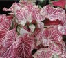 (2ct) Caladium Starburst Bulbs Supplies Limited 2022 | eBay