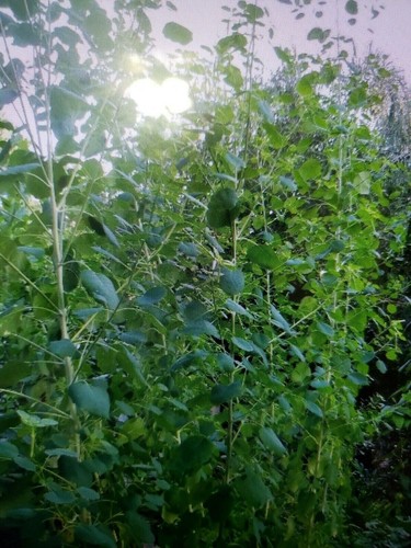100+ FRESH PAPALO HERB SEED (100SEMILLAS DE PAPALO) RECIEN CORTADAS | eBay