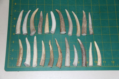 22 #1 Deer antler tips tines / sheds antlers whitetail elk mule shed ...