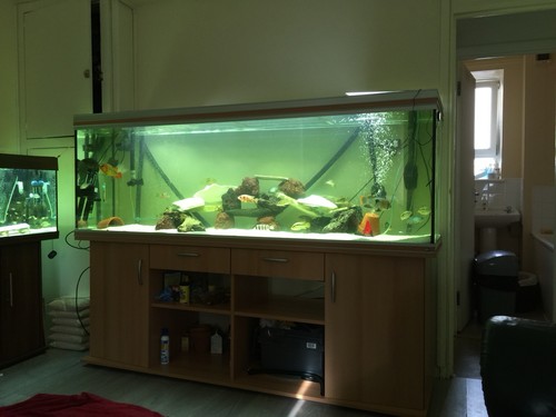 Rena 6ft Aquarium Fish Tank and Cabinet. 600l Fish Tank with FX5 & FX6 ...