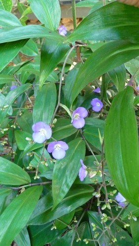 Weeping Blue Ginger Live Dichorisandra Pendula Indoor Flower Plant In 2 ...