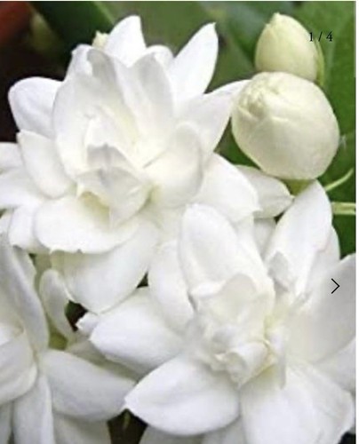 Arabian Sambac Jasmine Mysore Mulli 1-Live Plant Fragrant double petals ...