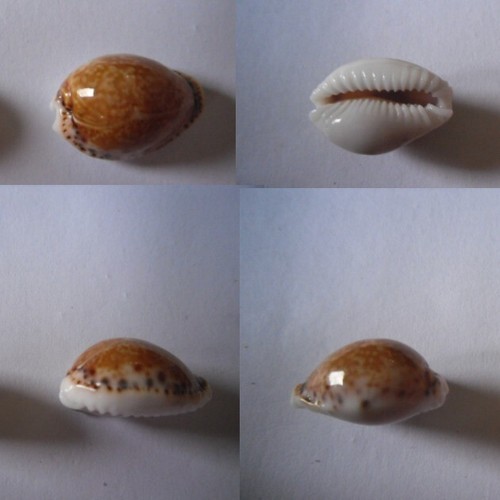 CYPRAEA NARIA ACICULARIS MARCUSCOLTROI | eBay