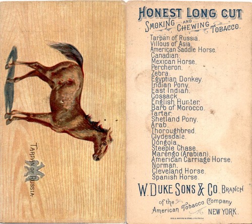 N101 Duke, Breeds of Horses, 1892, Tarpan of Russia Horse | eBay