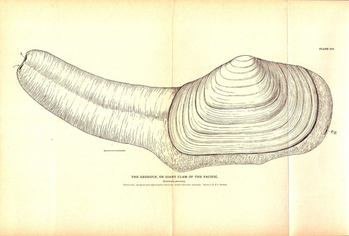 "THE GEODUCK, OR GIANT CLAM OF THE PACIFIC Antique engraving 1884 | eBay