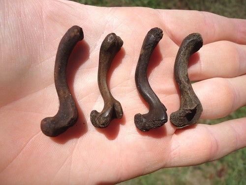 4 TURTLE LEG BONES FLORIDA FOSSILS ICE AGE EXTINCT TORTOISE SKELETON ...