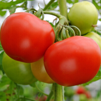 Tomato Sand Vegetables for sale | eBay