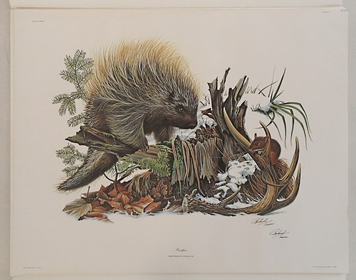 Richard Timm Porcupine 22"x28" Registered & Signed Lithography Fine Art ...
