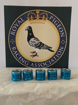 Racing Pigeon for sale | eBay