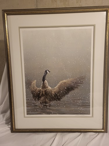 Robert Bateman Limited Edition Print - RARE - Stretching Canada Goose ...