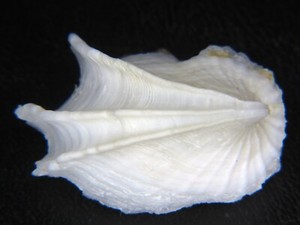 seashellauction | eBay Stores