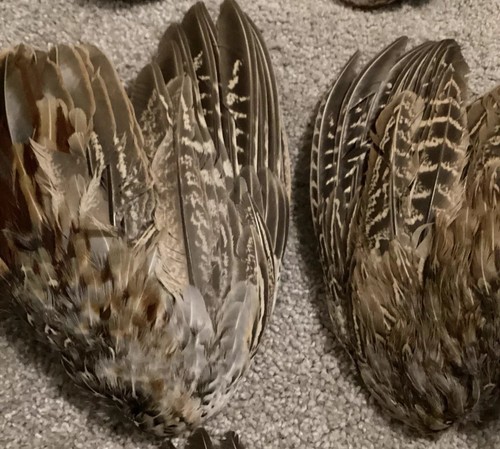 Pheasant Wing X2 Large Size Feathers Crafts Fly Tying Trout Flies | eBay UK