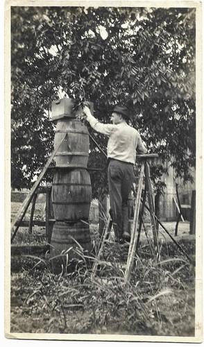 Vintage 1920s Photo of Man on Ladder under Tree with Stacked Barrels ...