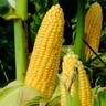 Honey Select Triple Sweet Corn Seeds | AAS Winner Untreated Yellow SY ...
