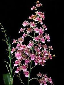 redfoxorchids | eBay Stores