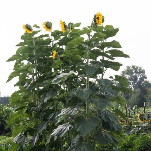 20 American Giant Sunflower Seeds/ Tallest / Huge Sunflowers / 17 ft ...