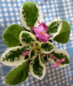 Bloomlovers Violets | eBay Stores