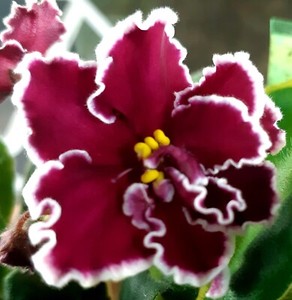 Bloomlovers Violets | eBay Stores