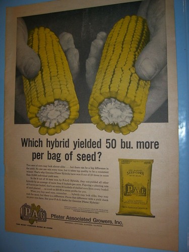 VINTAGE SEED CORN ADVERTISING-10" x 14" - PFISTER ASSOC HYBRID SEED ...