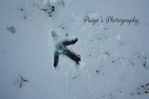 Digital image picture wallpaper chicken track in snow photo by Paige | eBay
