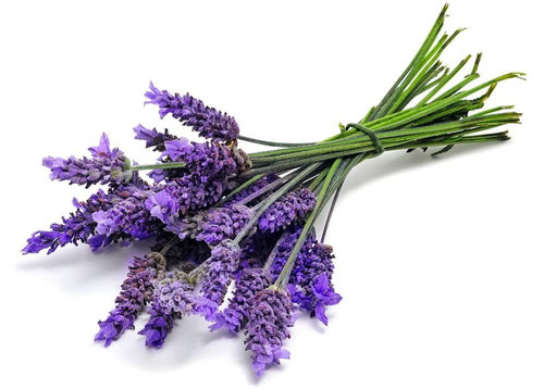 Lavender Blue Flower Ellagance Lavandula Purple Fragrants Herbs Family ...