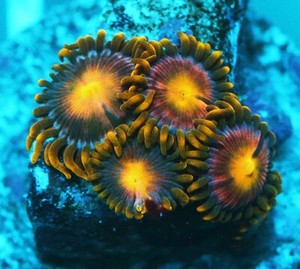 GWCorals | eBay Stores