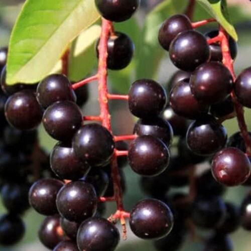 Choke Cherry Tree- Live Bare Root Plant 1 To 2’ Feet | eBay
