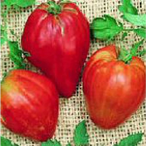 Cuore de Toro Tomato Seeds (20+ Seeds) | Non GMO | Vegetable Fruit Herb ...