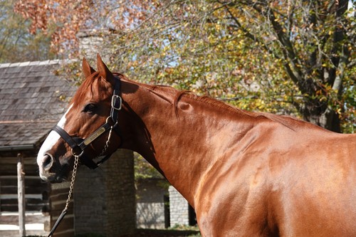 Color Photo of JUSTIFY at Coolmore November 2022 headshot #2 | eBay