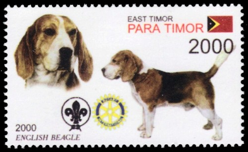 TIMOR LESTE 2000k - Dogs of the World "English Beagle" (pb74111+) | eBay