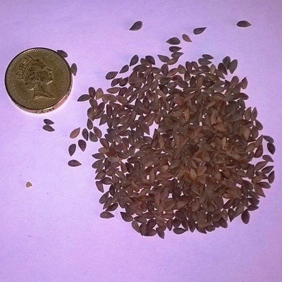 Christmas Tree Seeds for sale | eBay UK