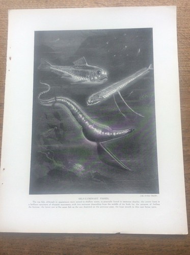 Self Luminant Fishes 2 by Arthur Twidle 1912 print A4 size Free UK Post ...