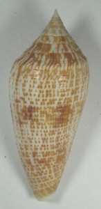 Rick Negus Specimen Shells | eBay Stores